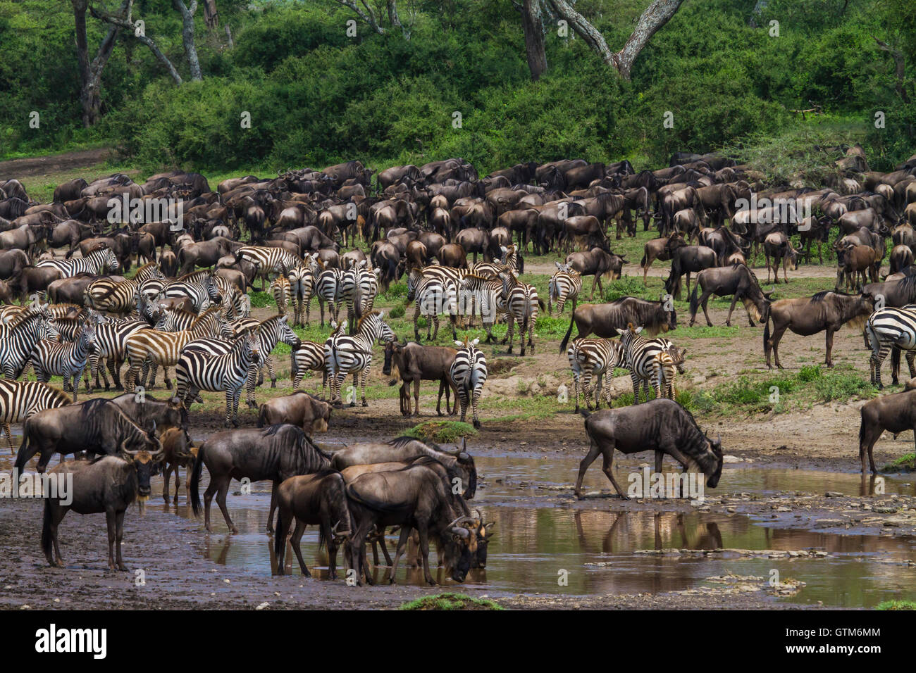Wildebeest and zebras drink from a small stream during the migration ...