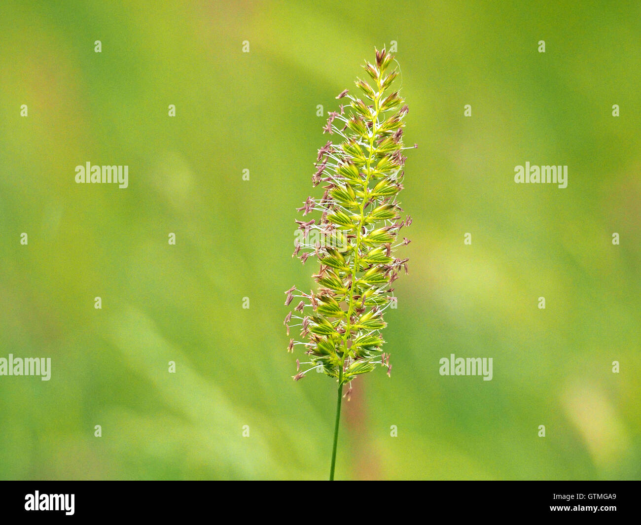 flowering Crested Dogstail (Cynosurus cristata) grass seedheads with ...