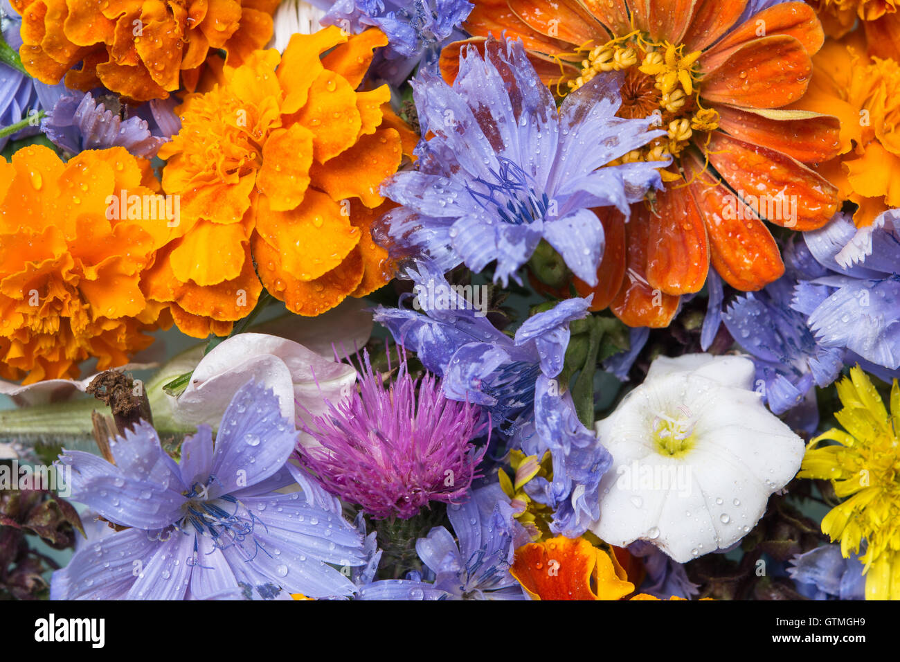 beautiful fresh field flowers Stock Photo - Alamy