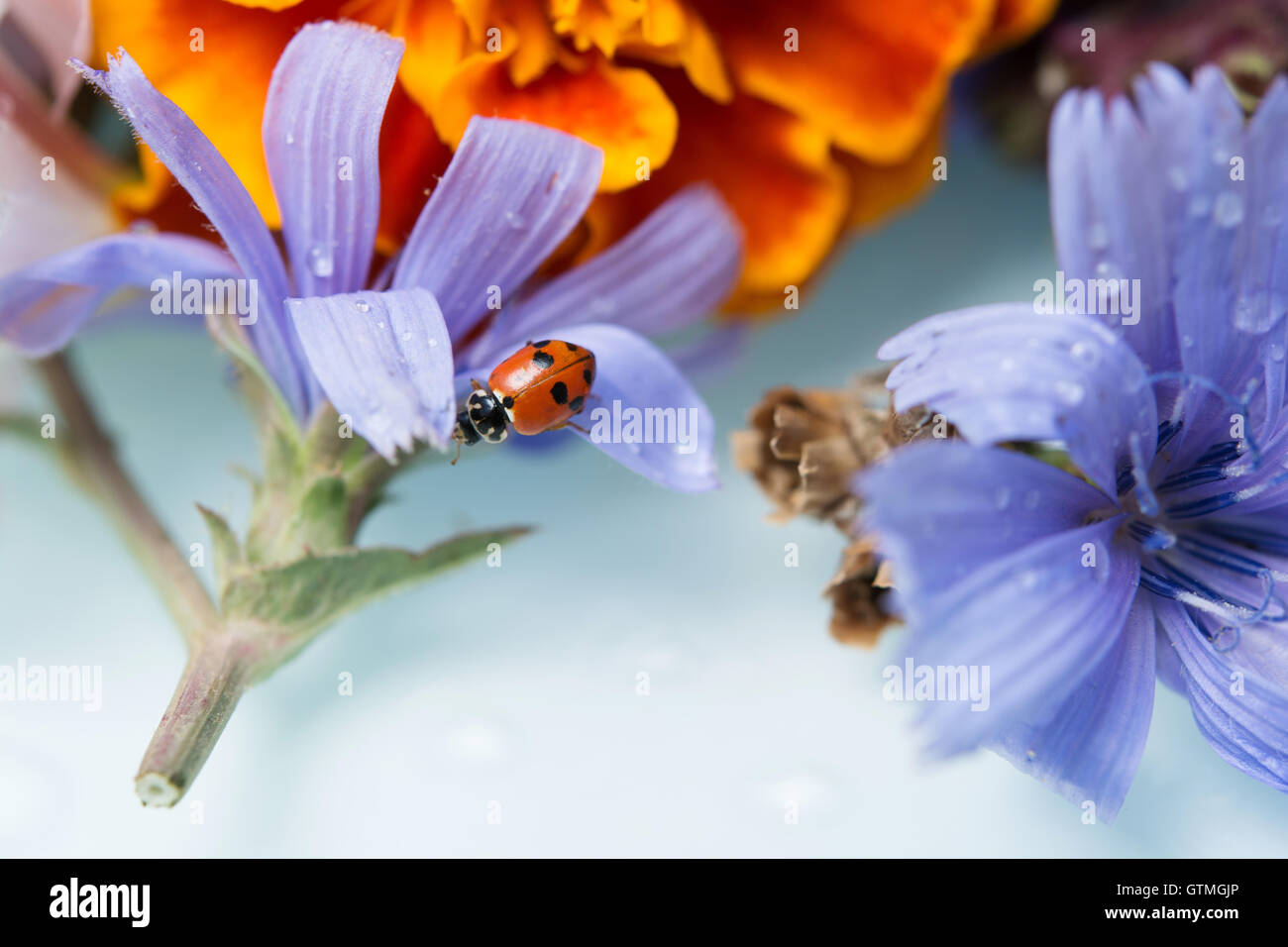 field flowers with ladybug Stock Photo - Alamy