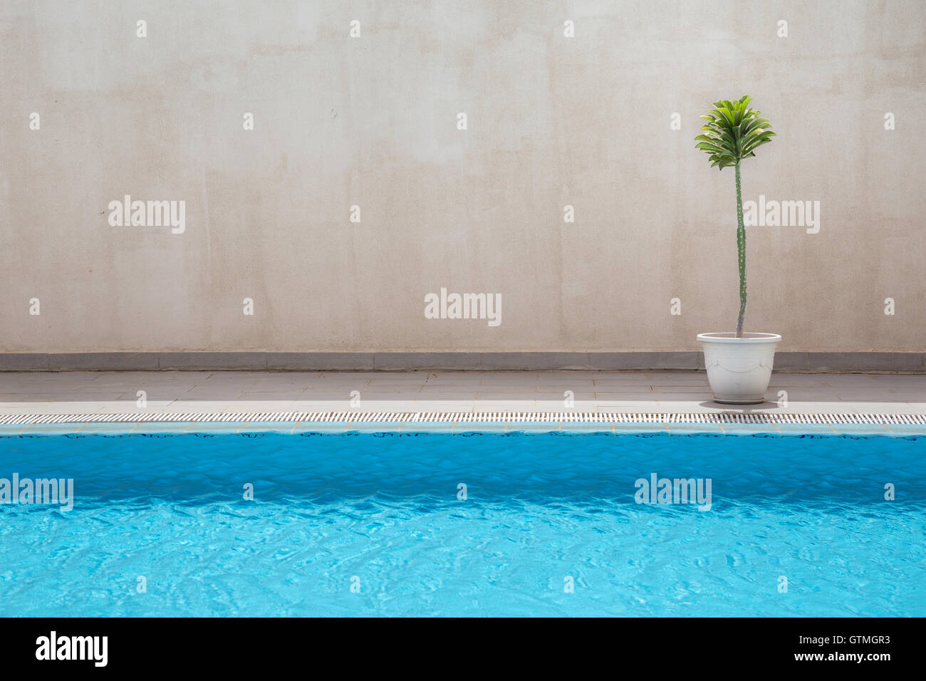 A potted cactus plant by the swimming pool in a hotel in Nouakchott ...
