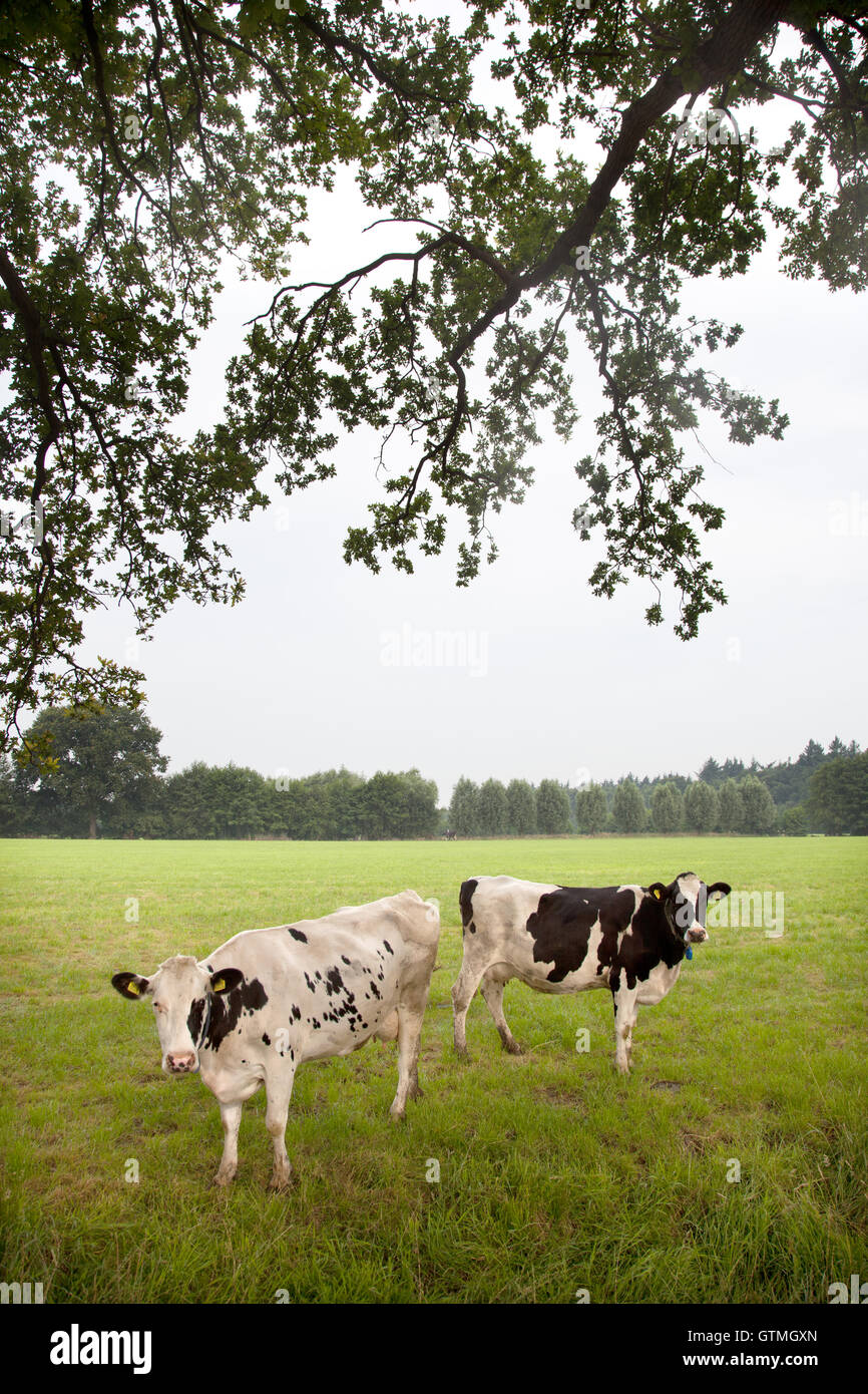 Two cows lie hi-res stock photography and images - Alamy