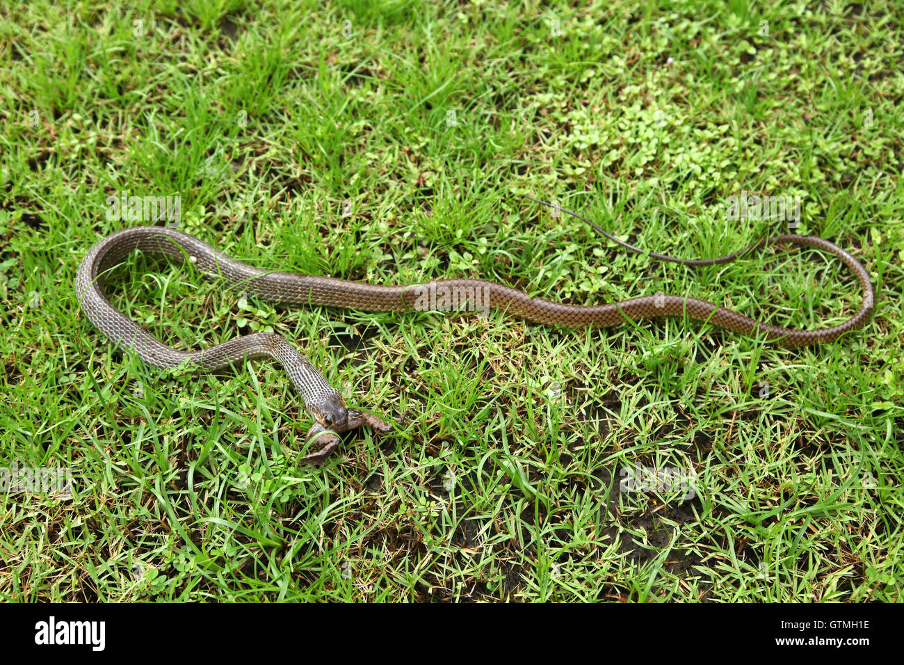 Snake swallowing a toad Stock Photo - Alamy