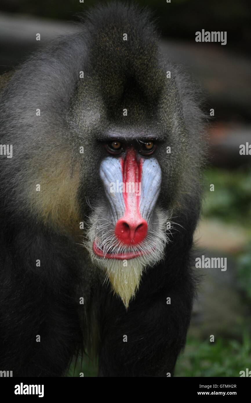 Singe mandrillus sphinx hi-res stock photography and images - Alamy
