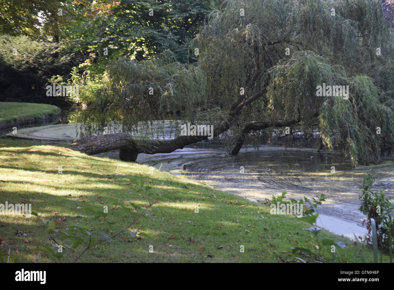 Overhanging tree hi-res stock photography and images - Alamy