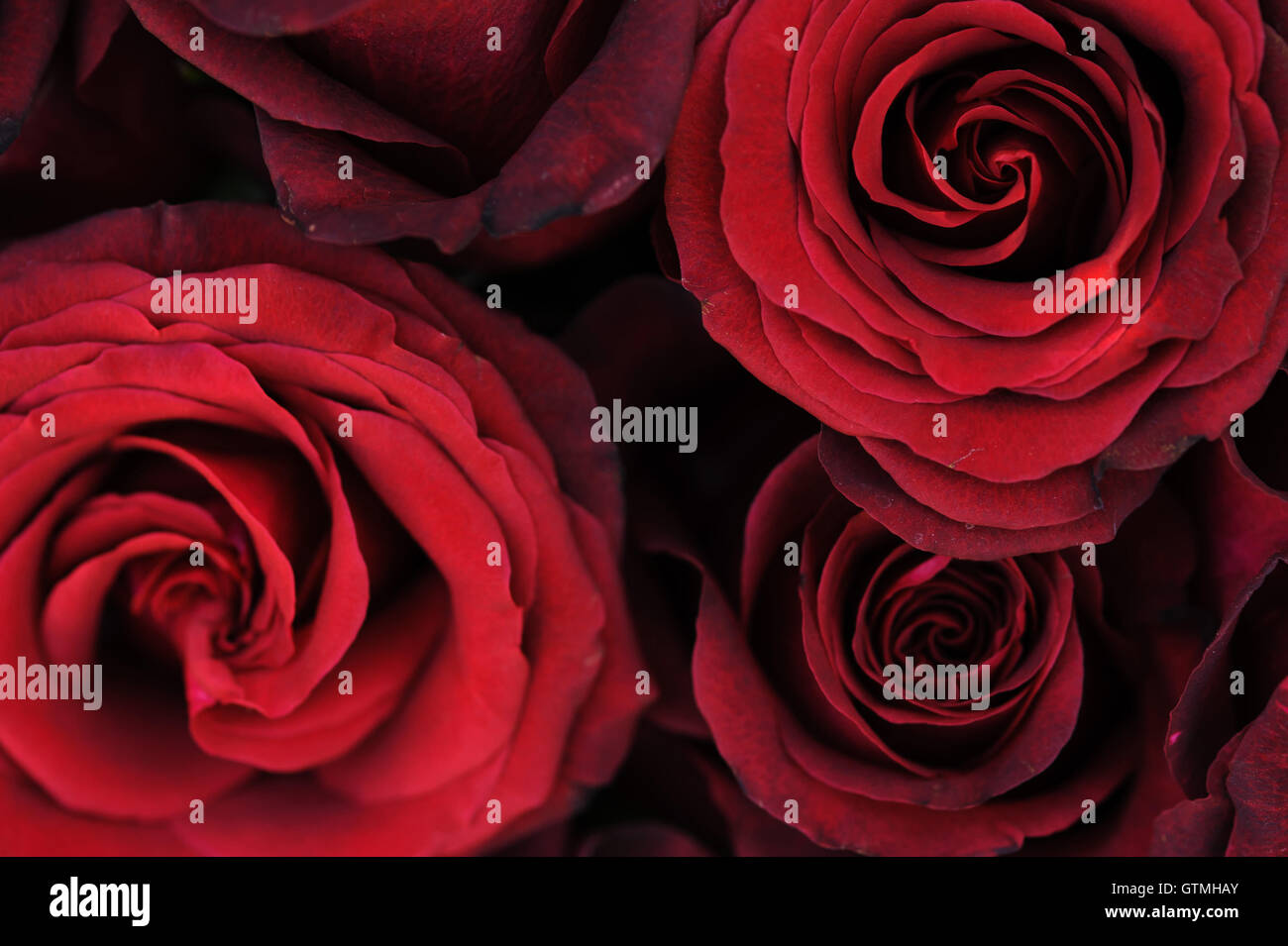 Bouquet of faded roses Stock Photo - Alamy