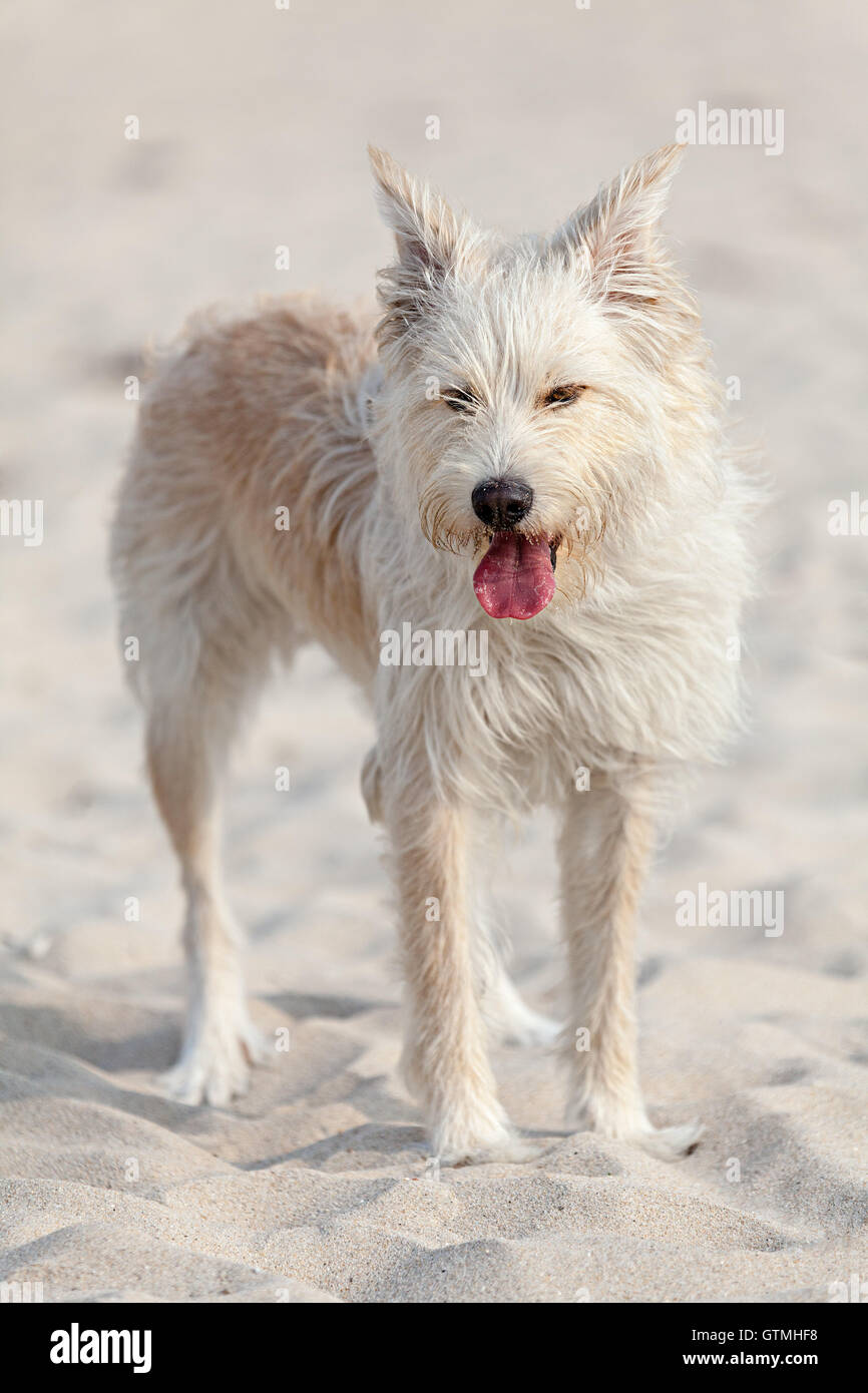 White dog on the beach Stock Photo - Alamy