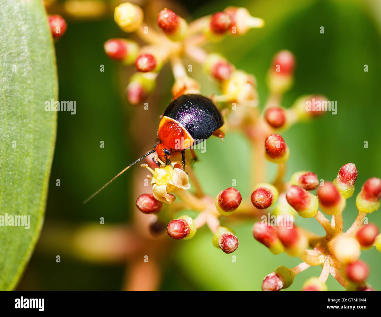 Little animals and bugs hi-res stock photography and images - Alamy