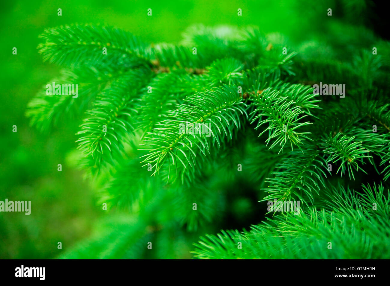 green needles as natural and holidays background Stock Photo - Alamy