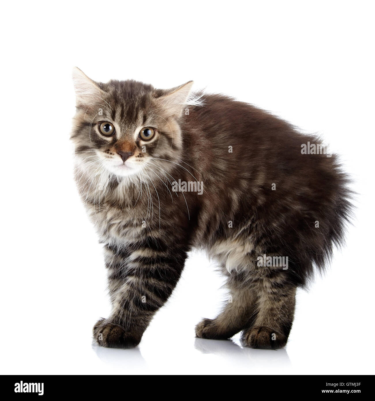 Tail vertebrate angry kitten hi-res stock photography and images - Alamy