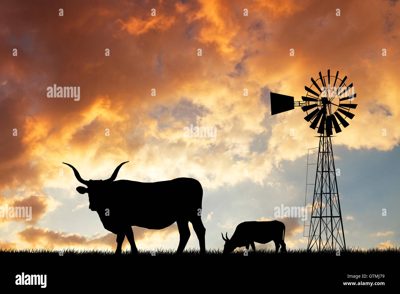 cows at sunset Stock Photo - Alamy