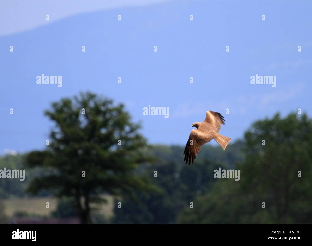 Flying bird buzzard hawk hi-res stock photography and images - Alamy