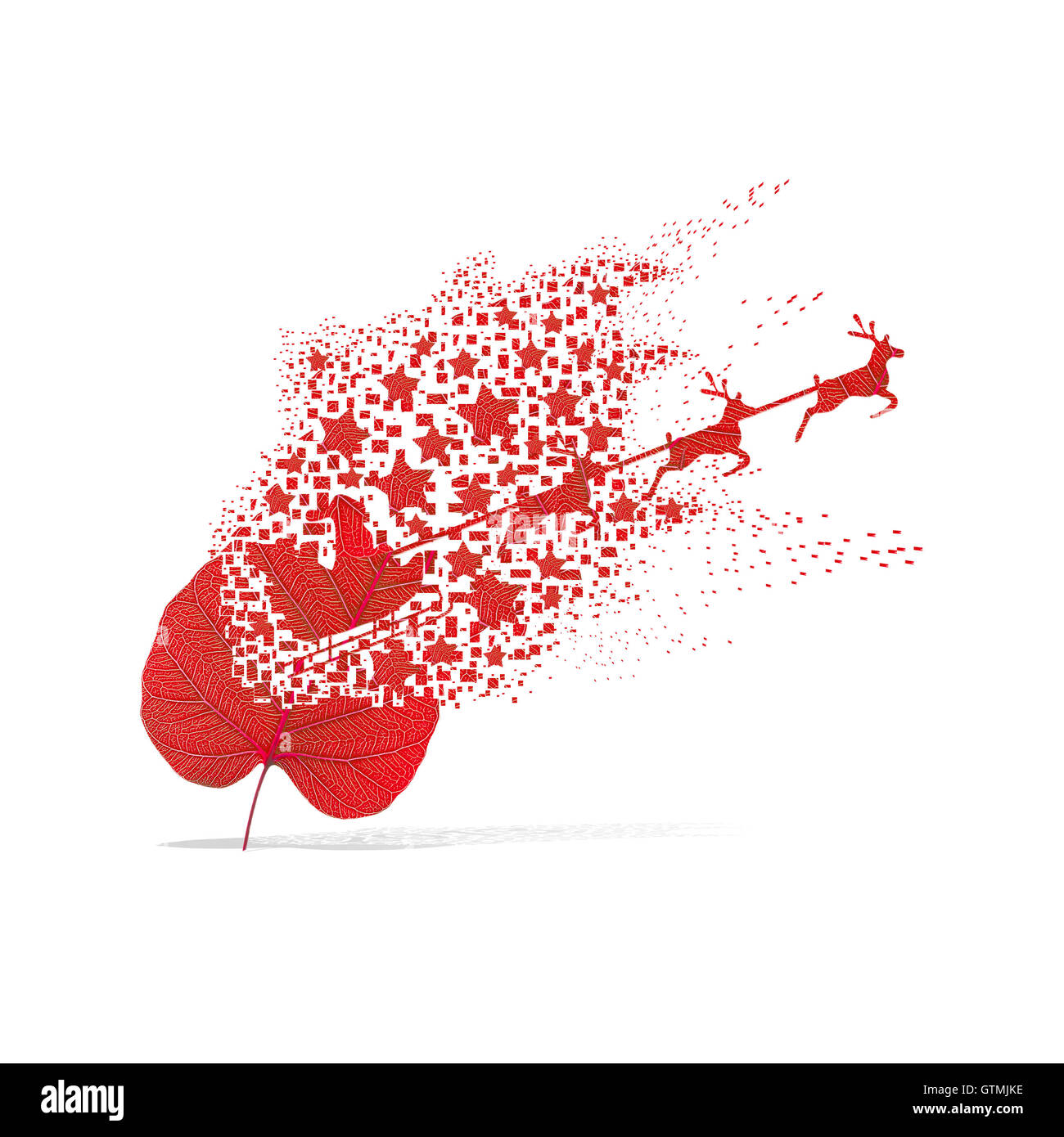 Red leaf of santa on white background Stock Photo - Alamy