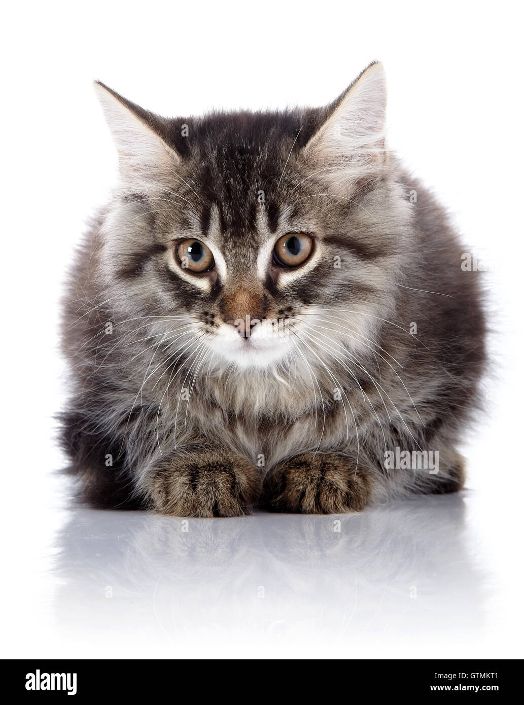 Fluffy tabby Cut Out Stock Images & Pictures - Alamy