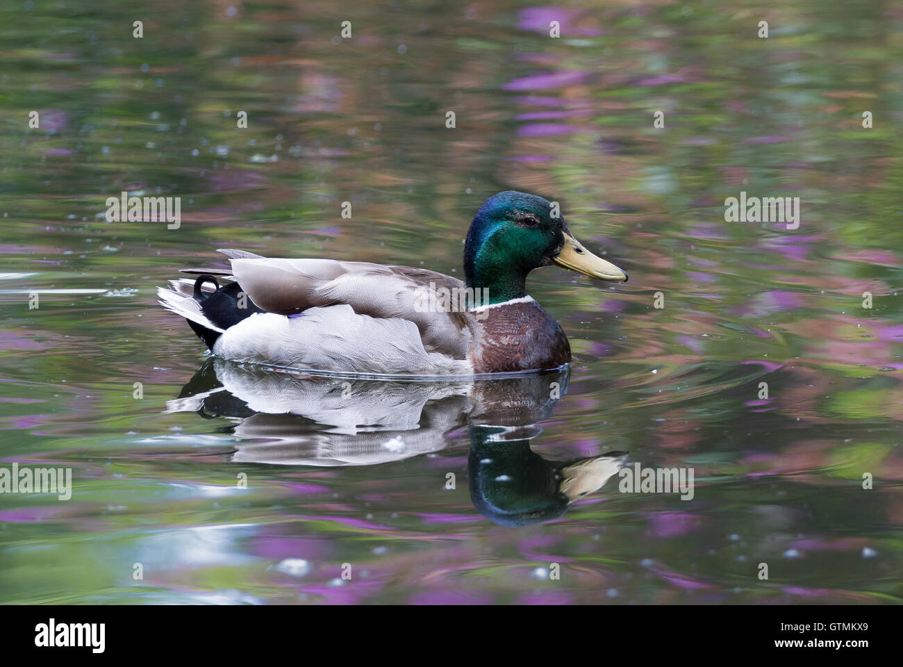 One single duck hi-res stock photography and images - Alamy