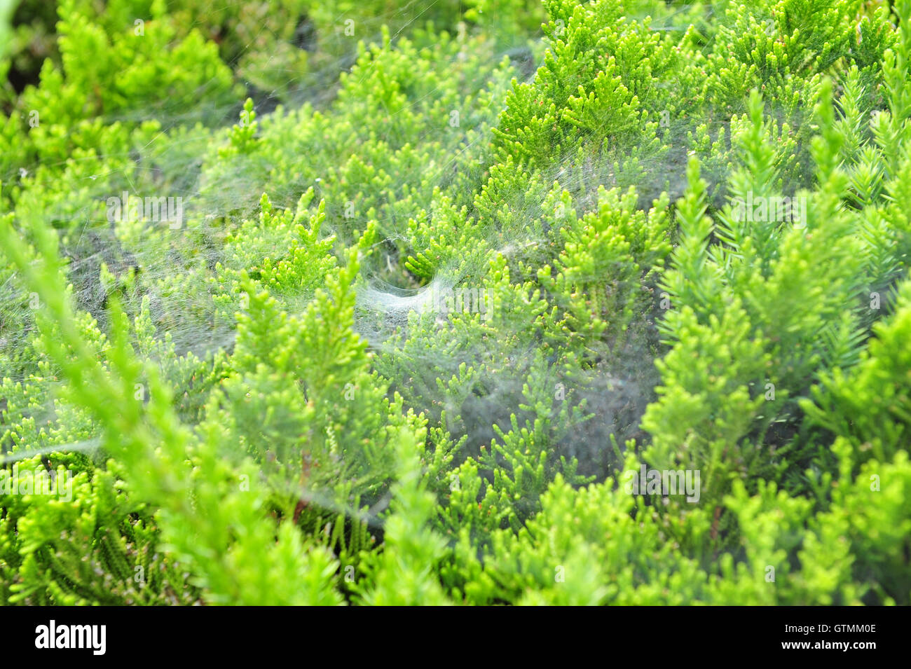 Spider Web on Pine Tree Stock Photo - Alamy