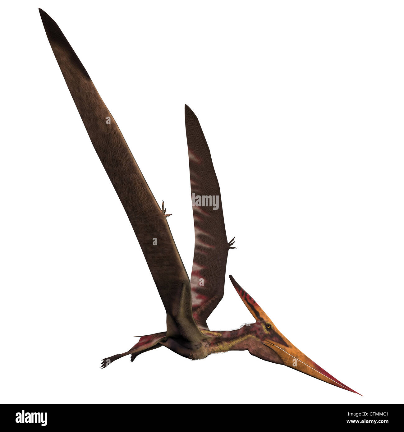 Pteranodon on White Stock Photo - Alamy