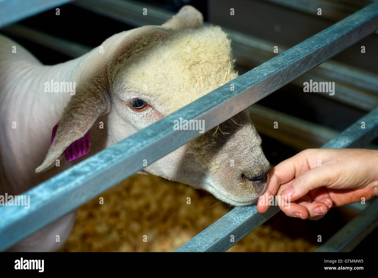 Touch animals hi-res stock photography and images - Alamy