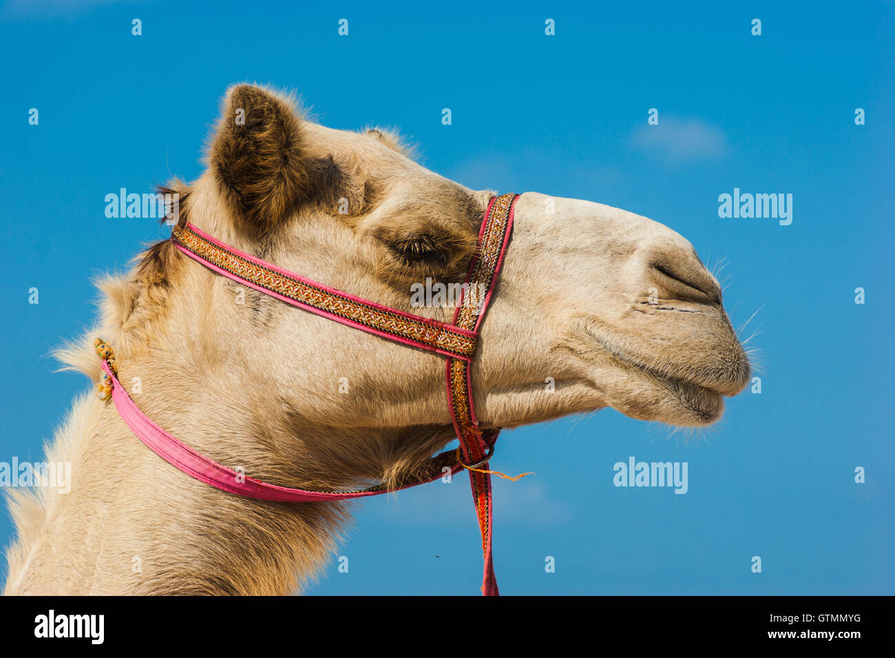 African camel hi-res stock photography and images - Alamy
