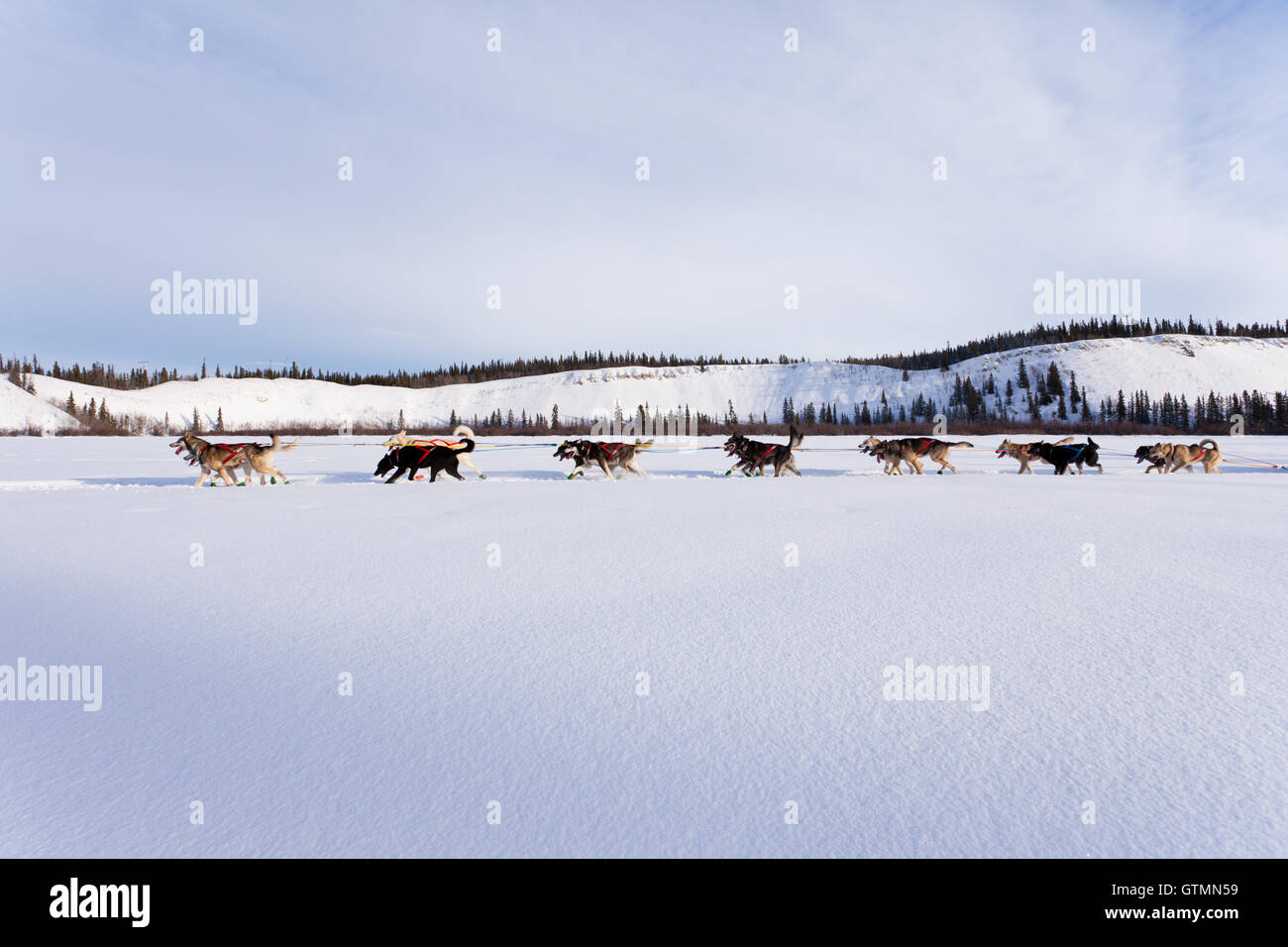 Dogsled team of siberian huskies out mushing Stock Photo - Alamy