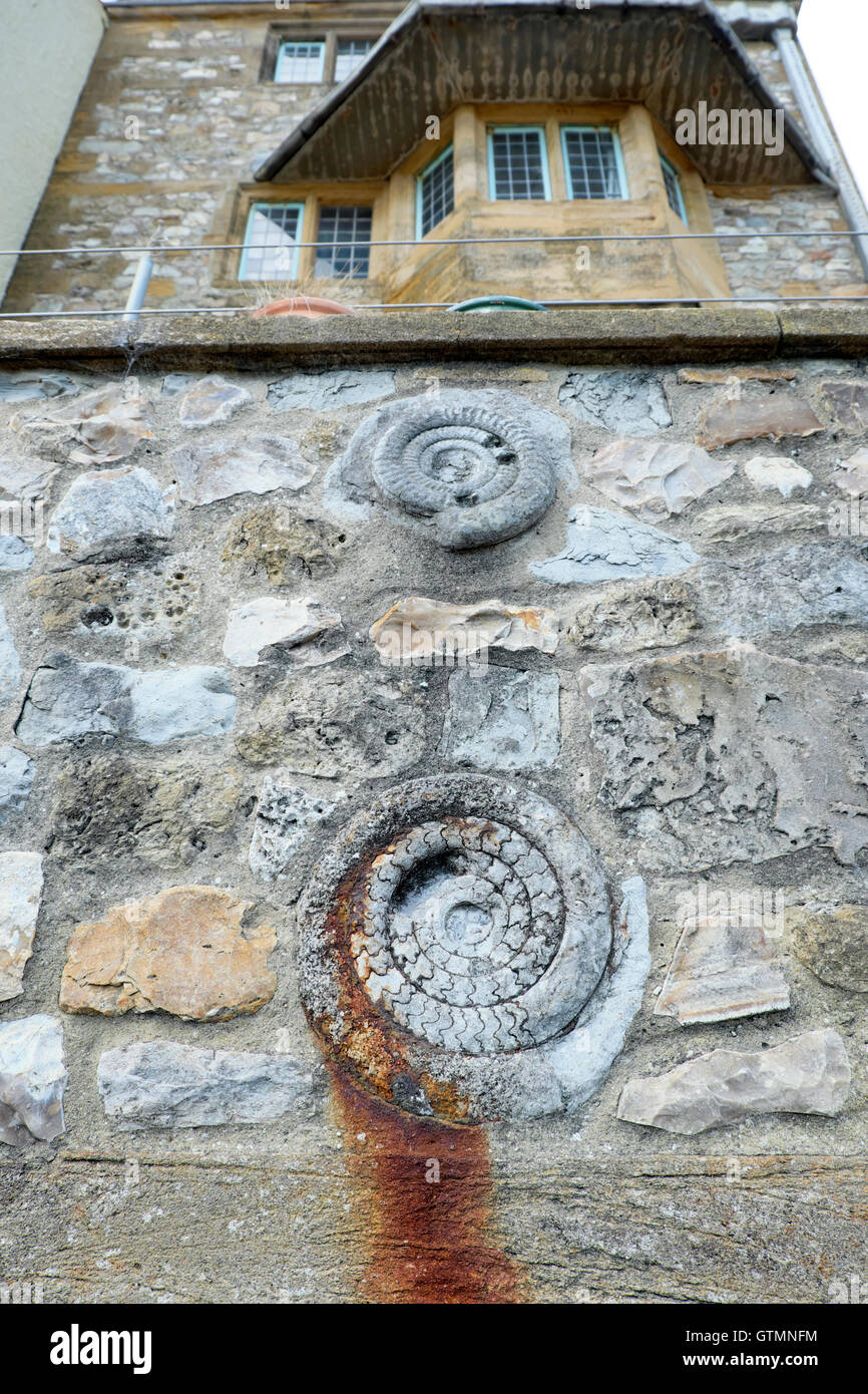 Ammonite fossil in stone wall hi-res stock photography and images - Alamy