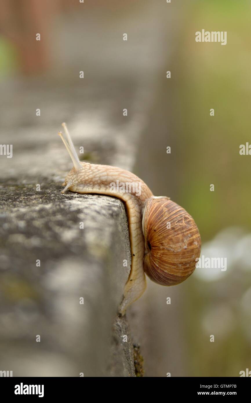 Helix angle hi-res stock photography and images - Alamy