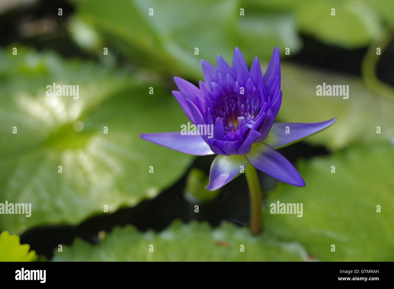 violet Lily in the pond on a bright sunny day, violet lotus flower ...
