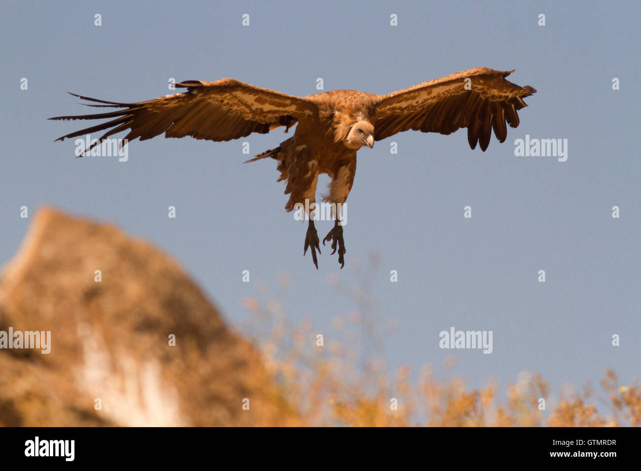 Carrion bird hi-res stock photography and images - Alamy
