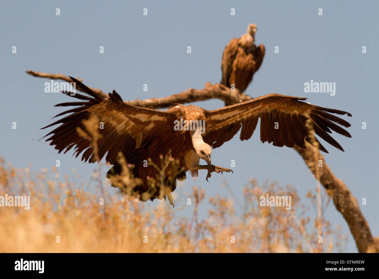 Carrion bird hi-res stock photography and images - Alamy