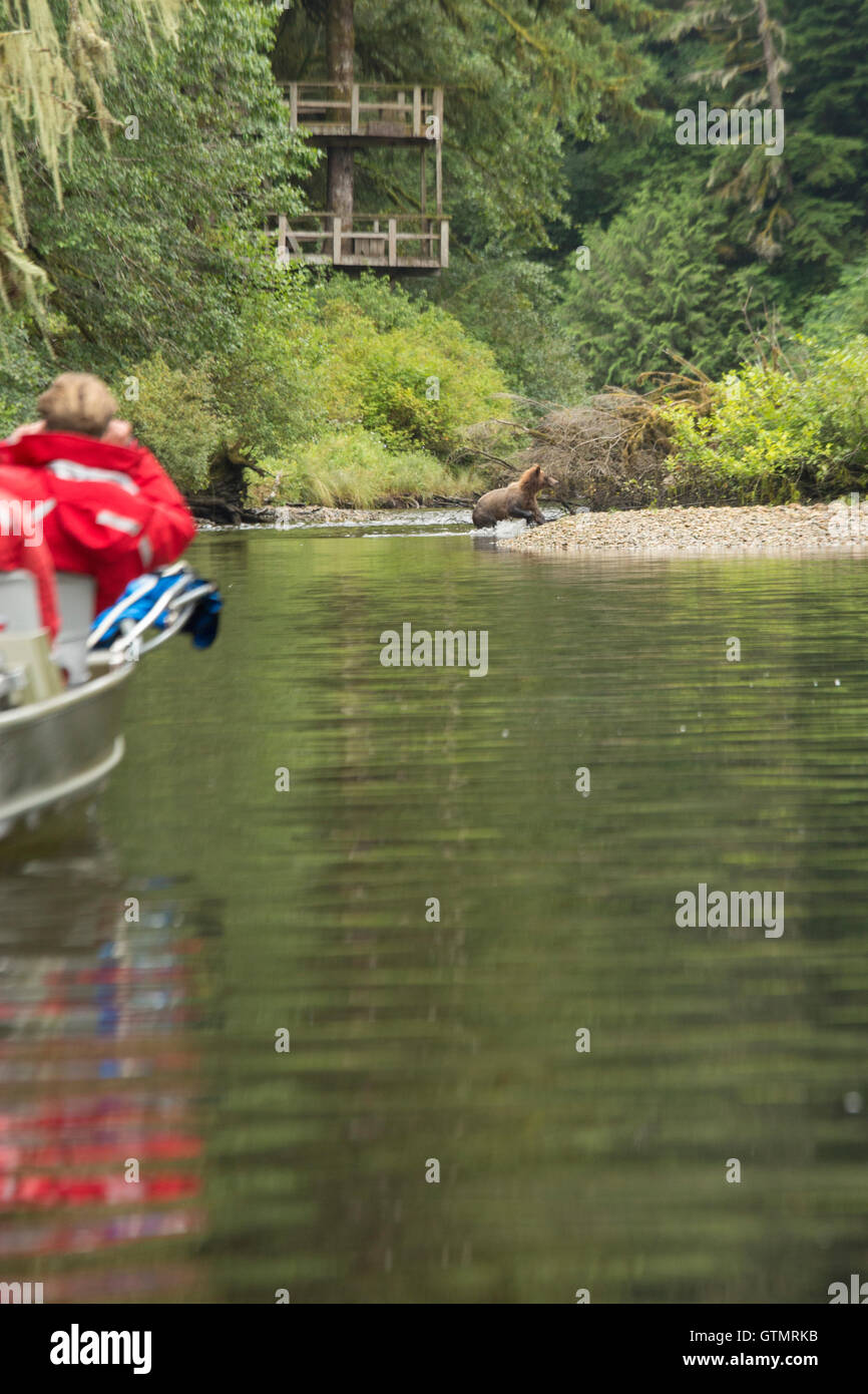 Tourists in a boat watching a grizzly bear descending from water Stock ...