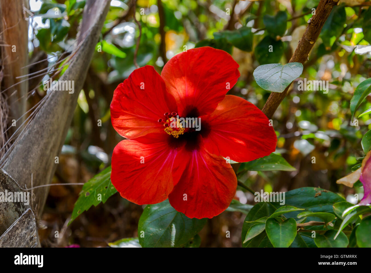 Red rainforest flower hi-res stock photography and images - Alamy