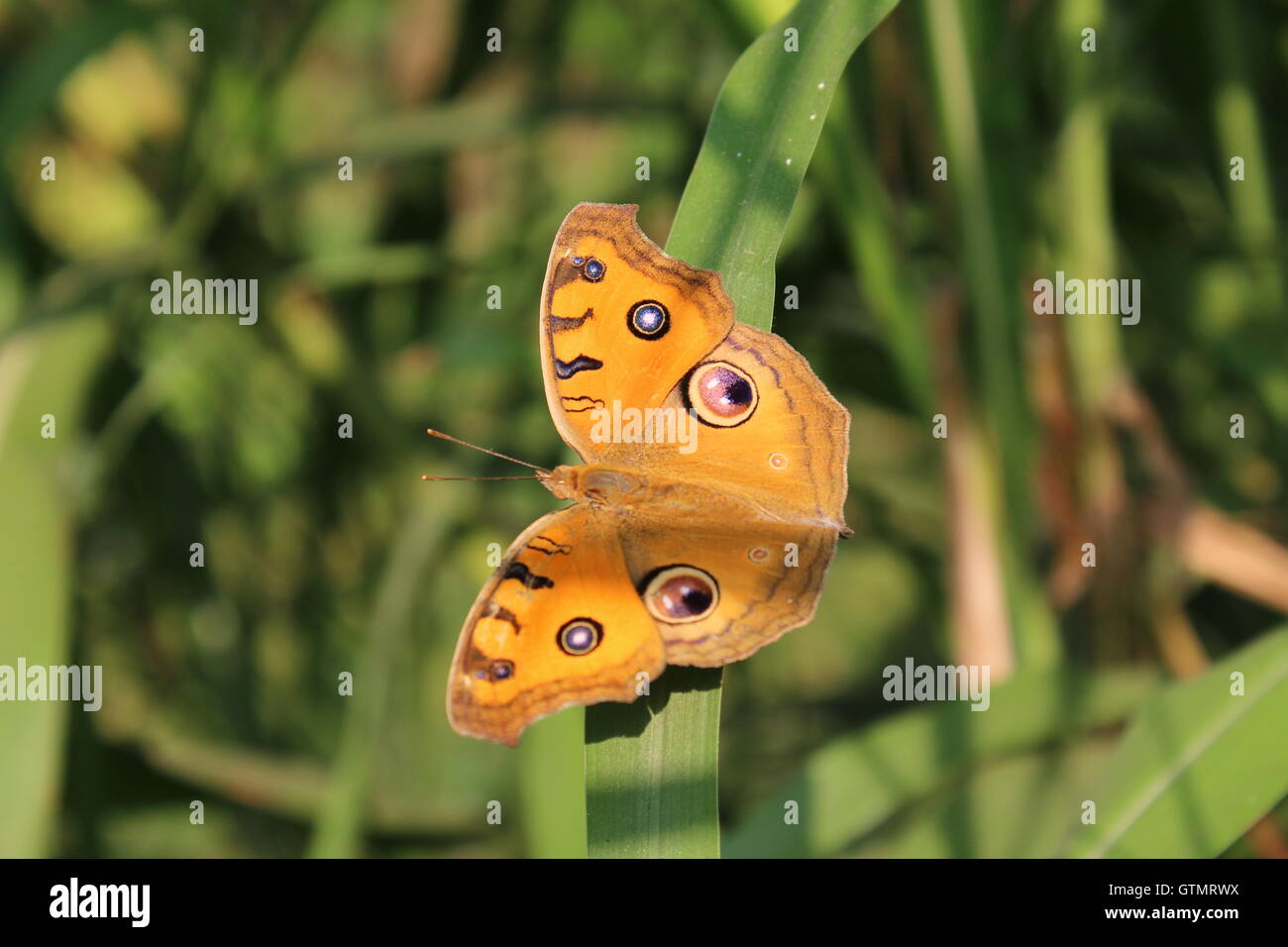 Buuterfly hi-res stock photography and images - Alamy