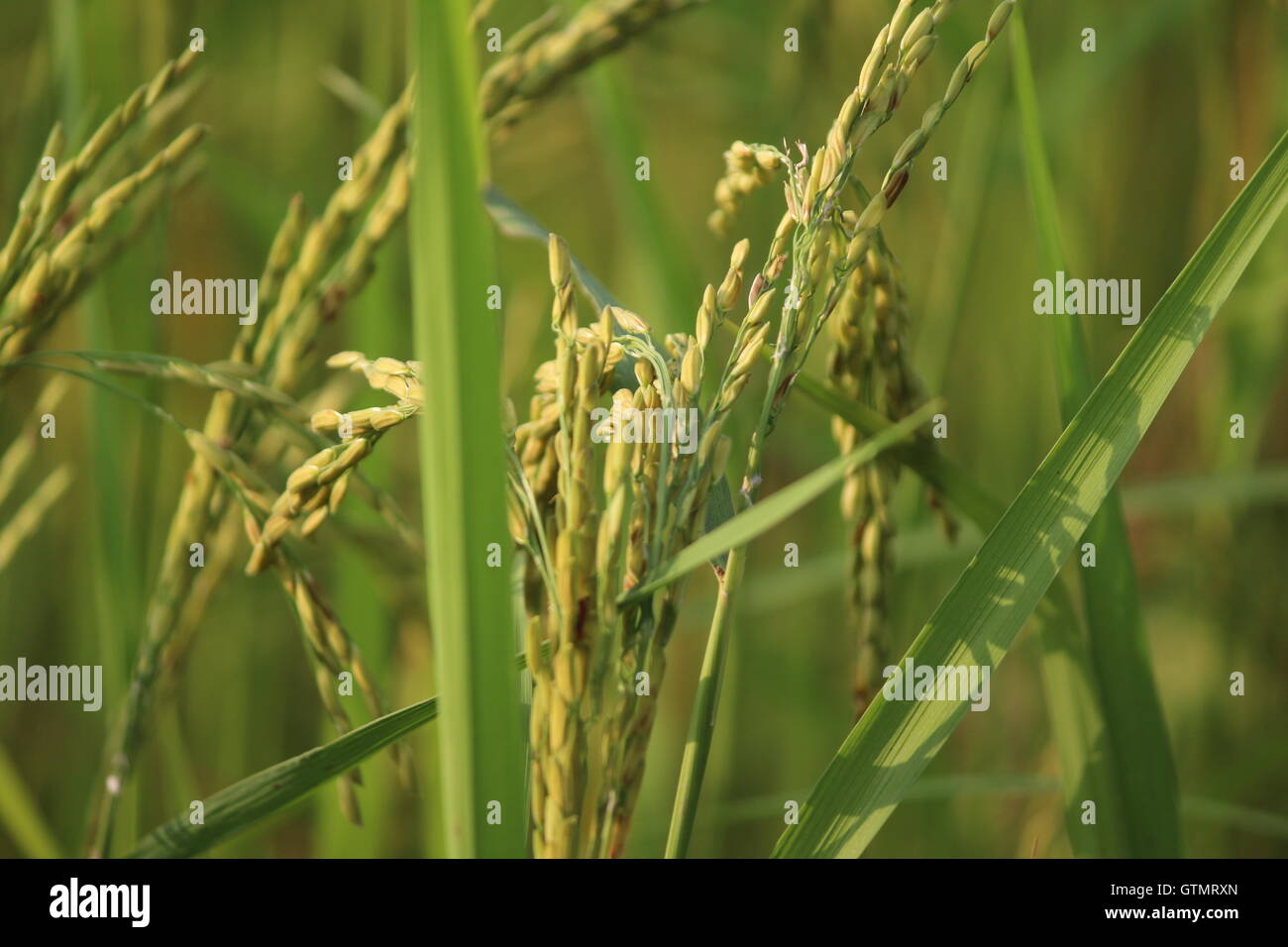 Leaf of paddy hi-res stock photography and images - Alamy