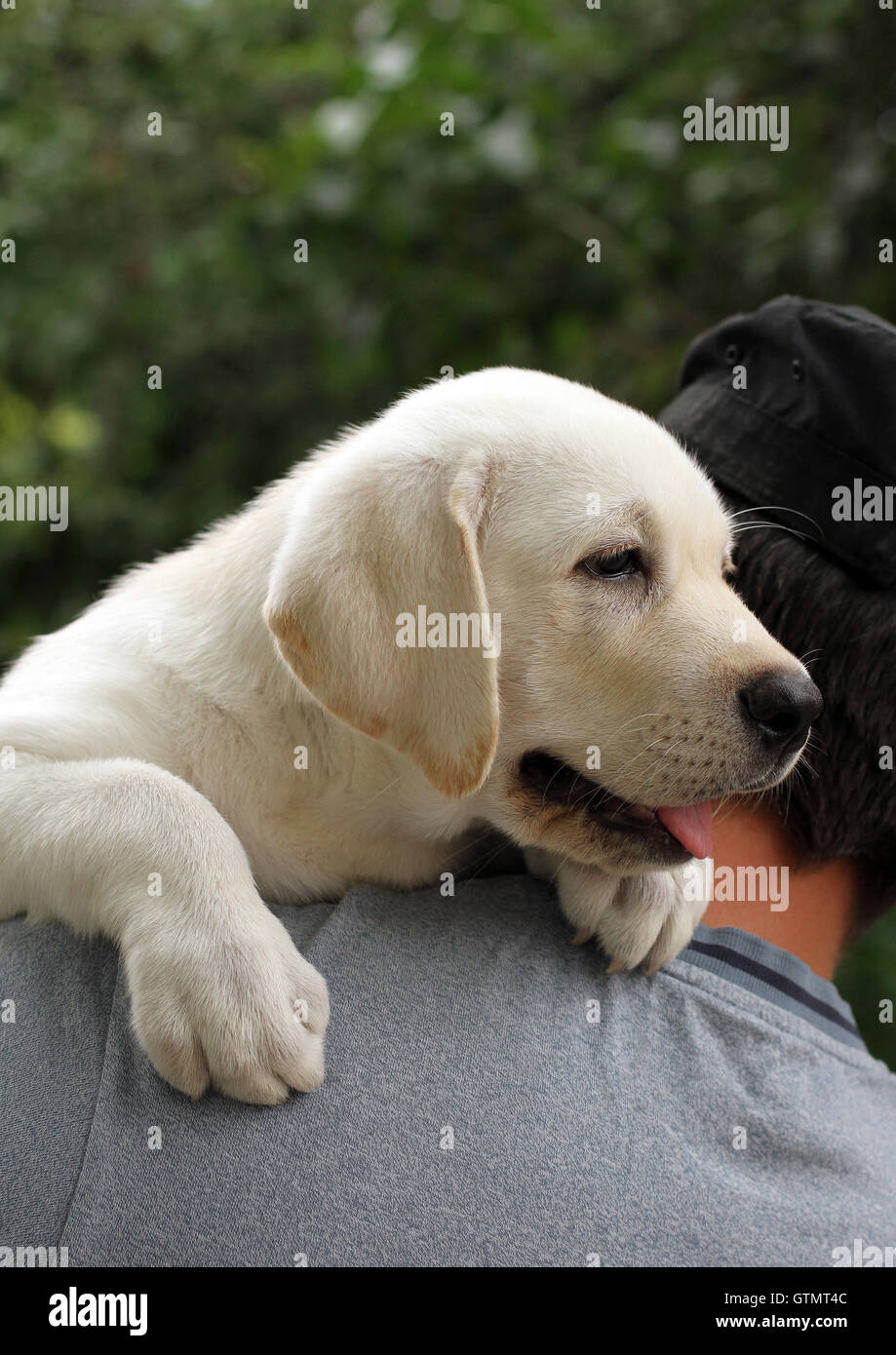 the little yellow labrador puppy a shoulder of a man Stock Photo - Alamy