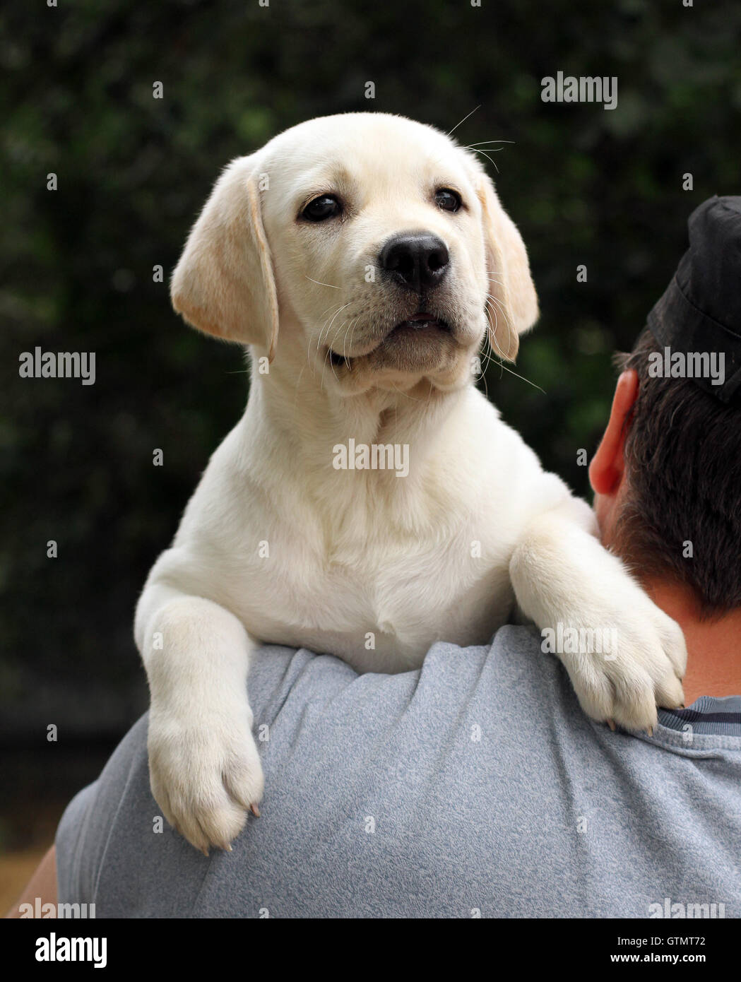 the little yellow labrador puppy a shoulder of a man portrait Stock ...