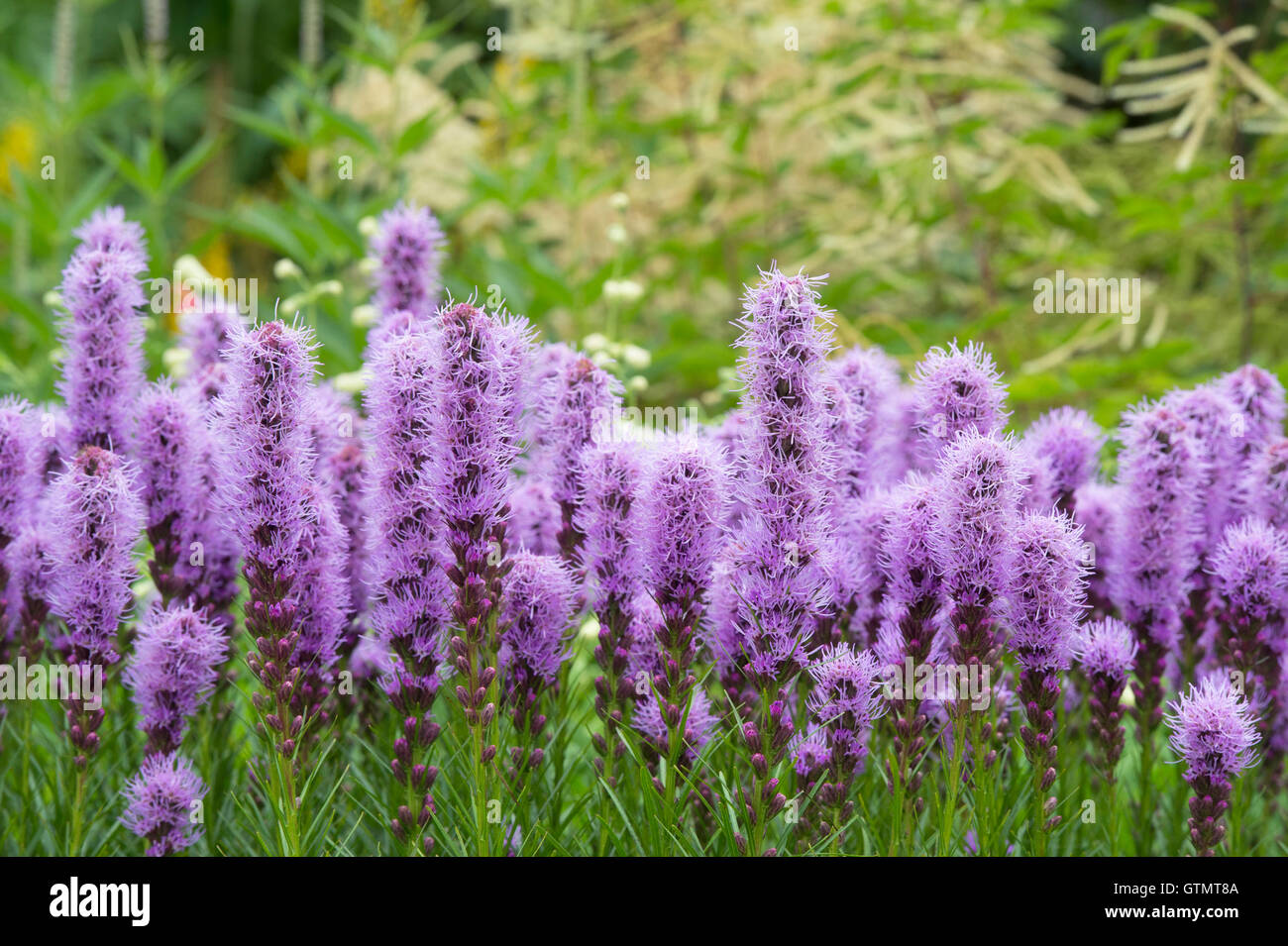 Liatris spicata 'Kobold'. Button snakewort 'Kobold' flowers Stock Photo ...