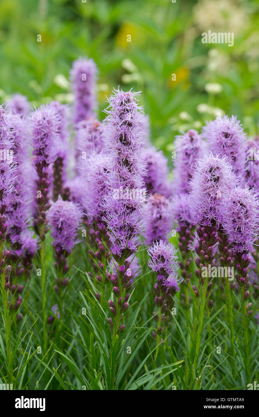 Liatris spicata 'Kobold'. Button snakewort 'Kobold' flowers Stock Photo ...