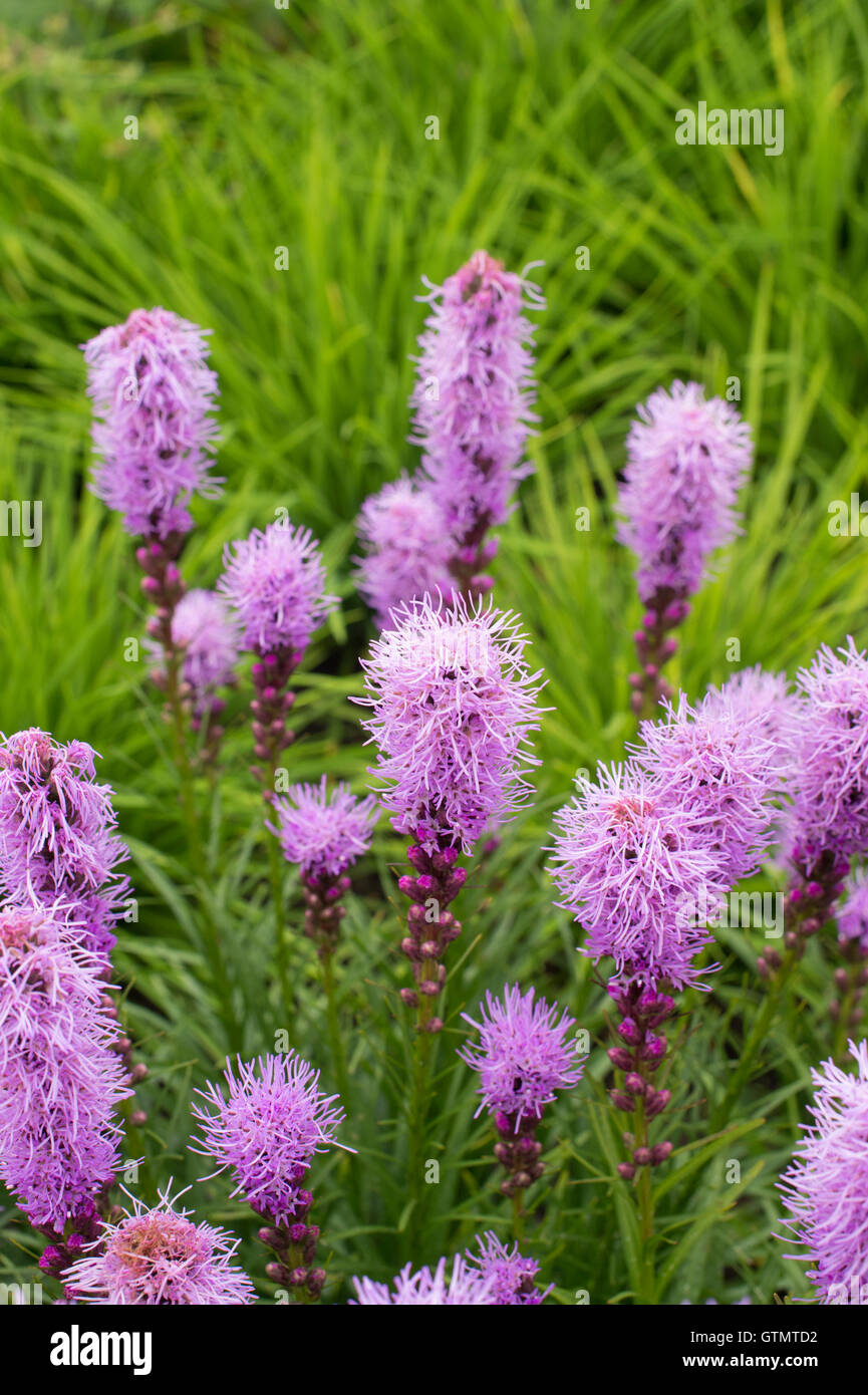 Liatris spicata 'Kobold'. Button snakewort 'Kobold' flowers Stock Photo ...