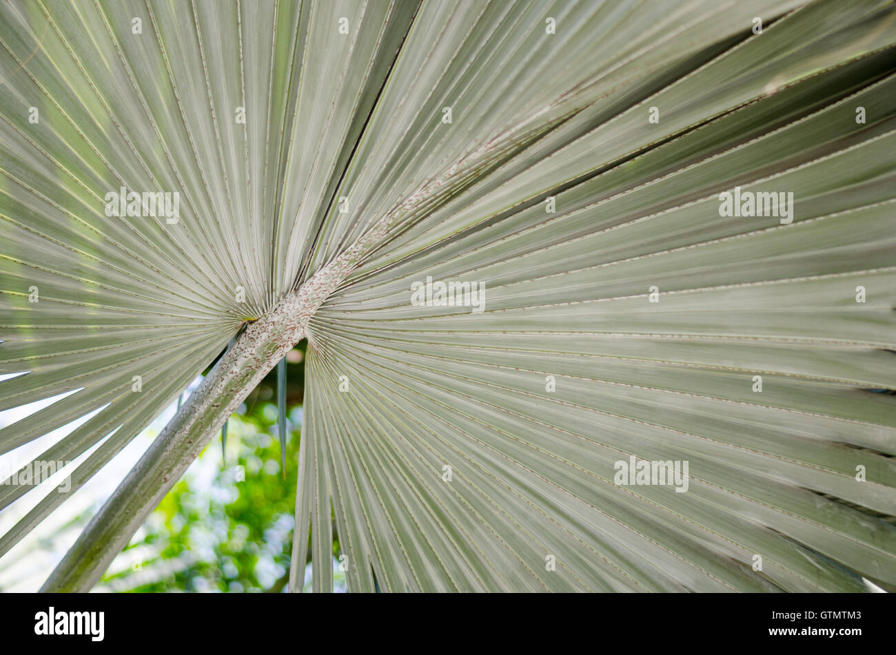soft green Leaves texture Stock Photo - Alamy