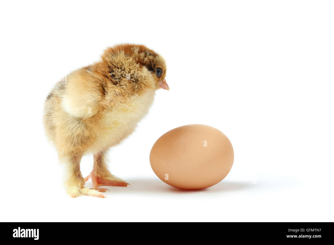 Chick and egg Stock Photo - Alamy