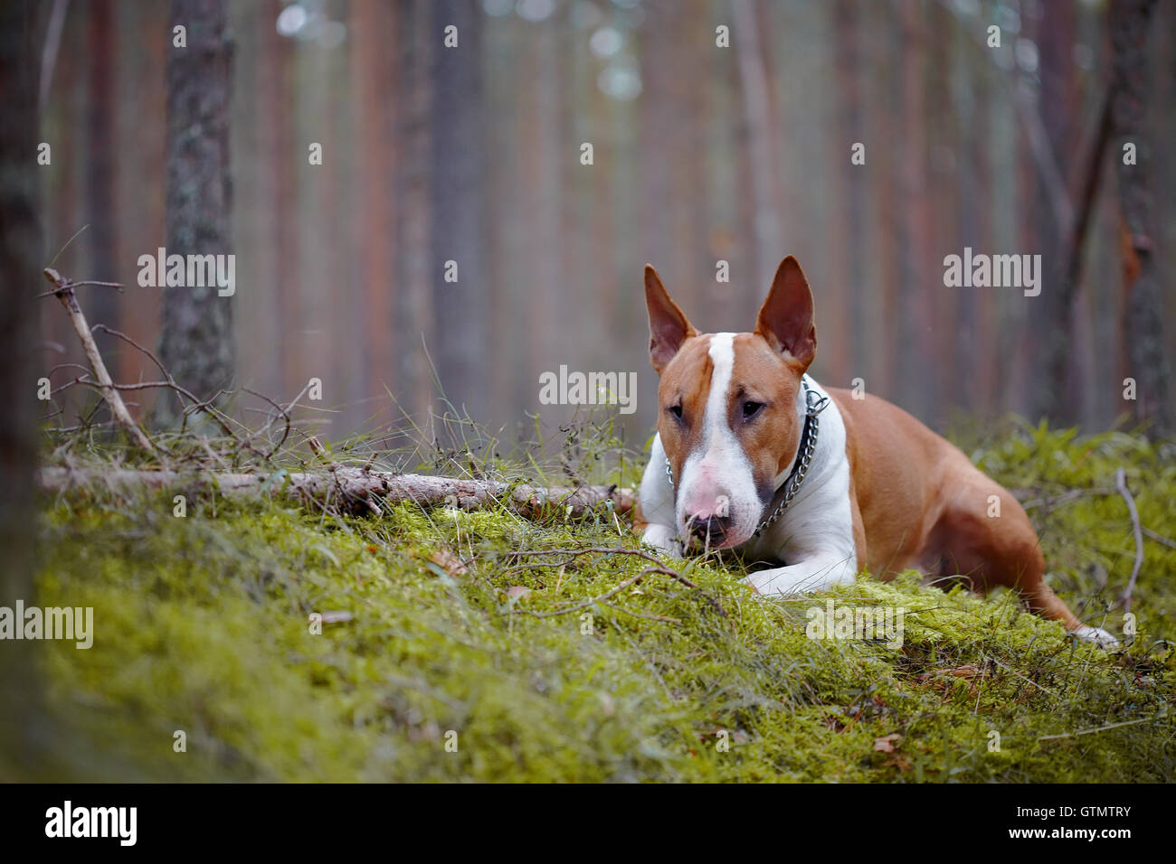 Spotted bull in red hi-res stock photography and images - Alamy