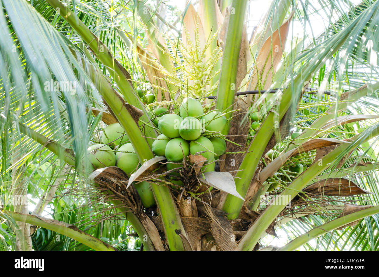coconut tree with green leaves coconut Stock Photo - Alamy