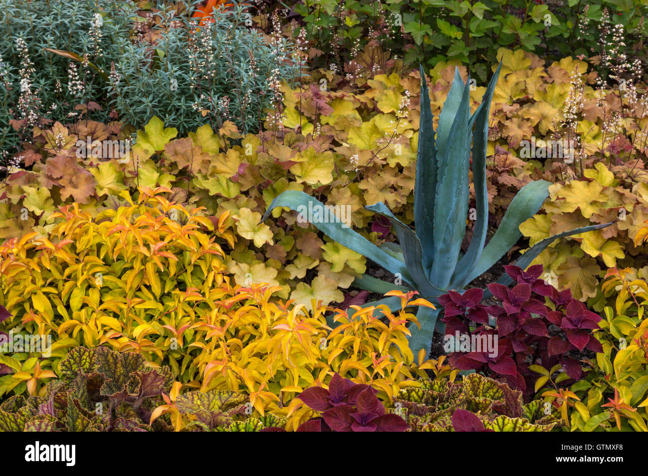 Agave growing among colorful plants Stock Photo - Alamy