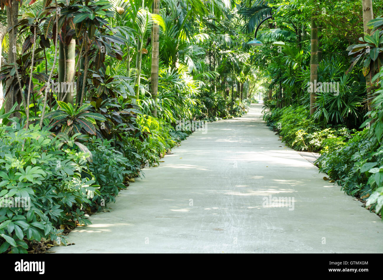 nature Passage with many trees Stock Photo - Alamy