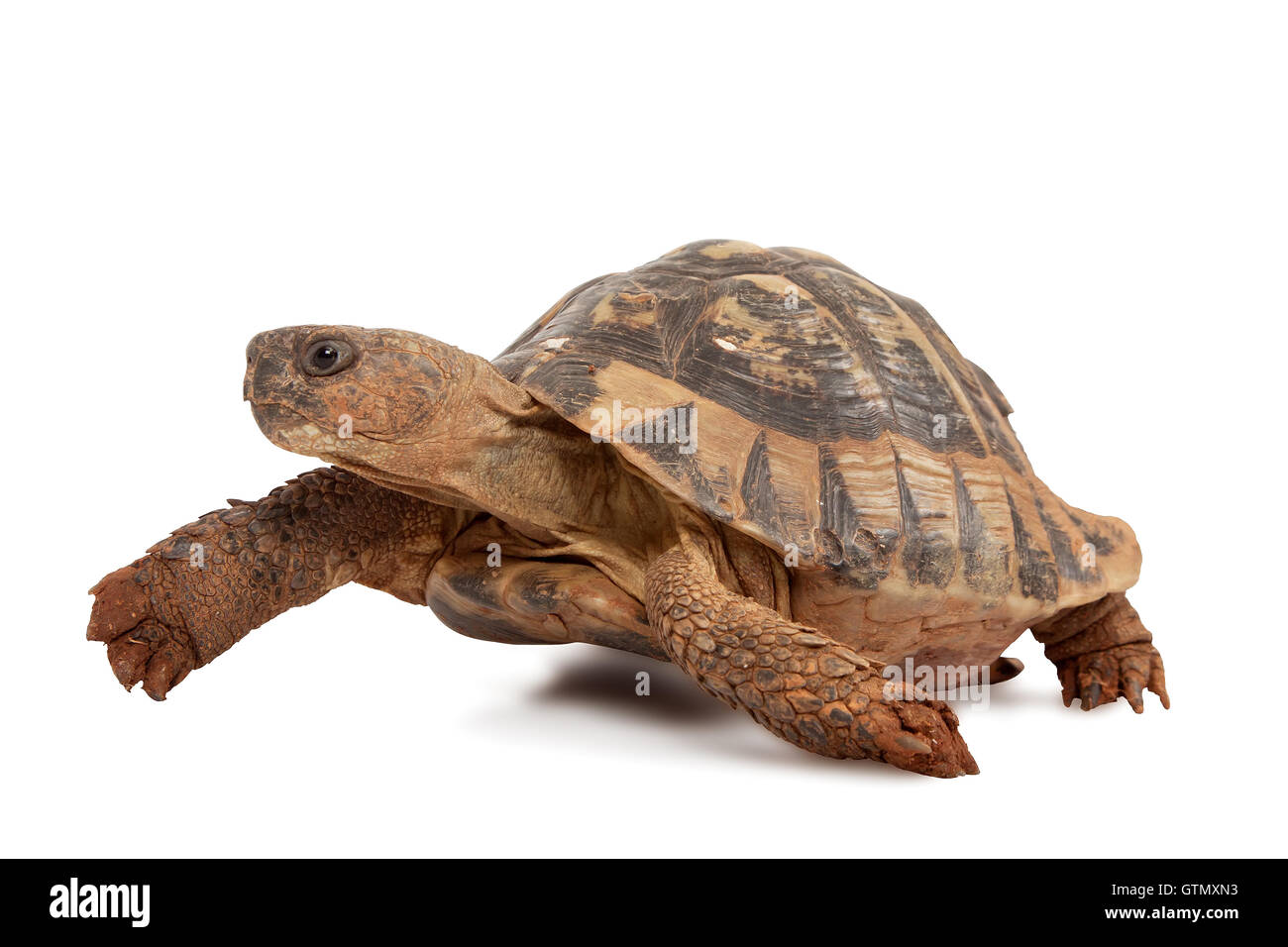 Turtle herman hi-res stock photography and images - Alamy