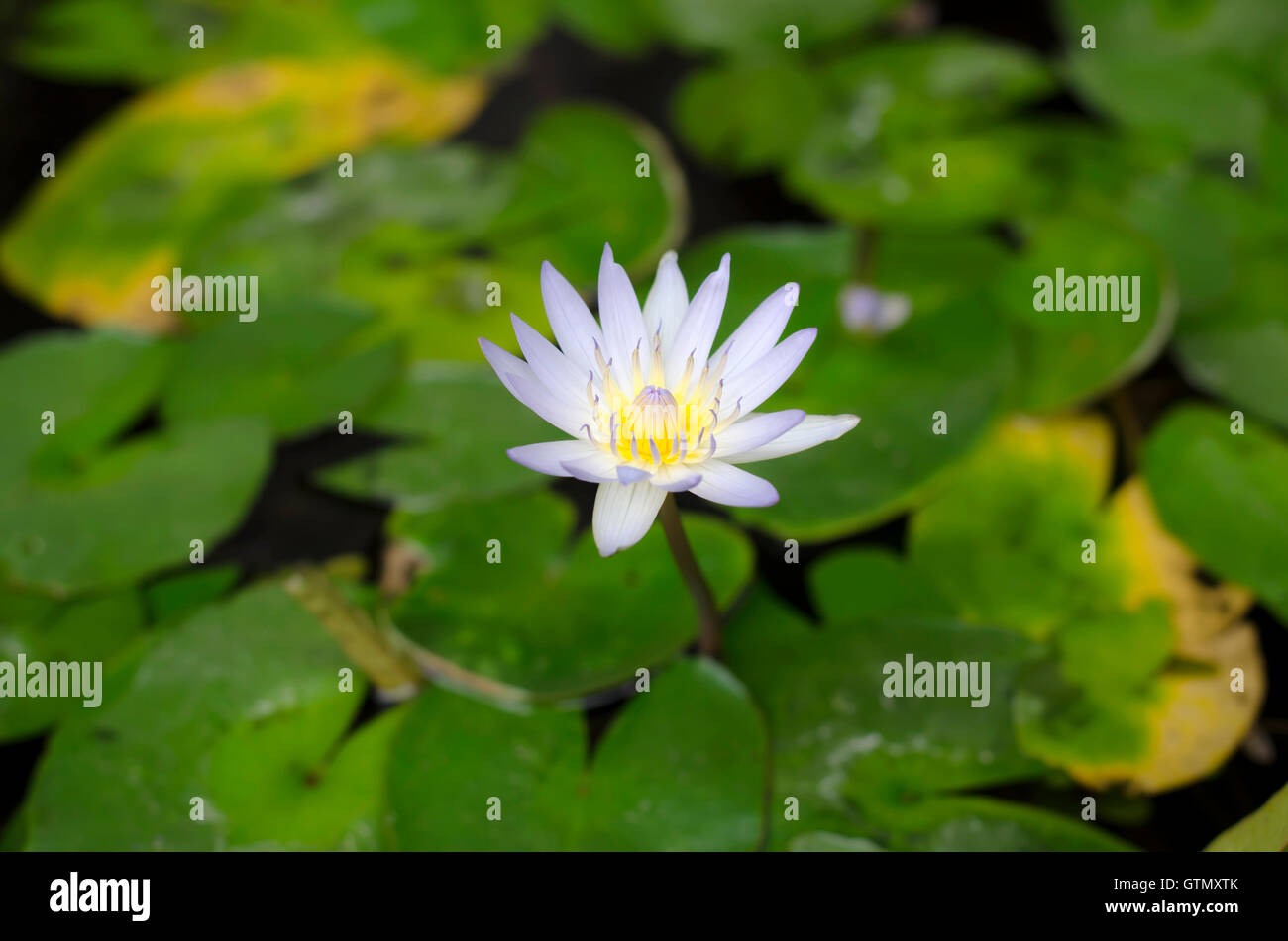 beautiful lotus on water Stock Photo - Alamy