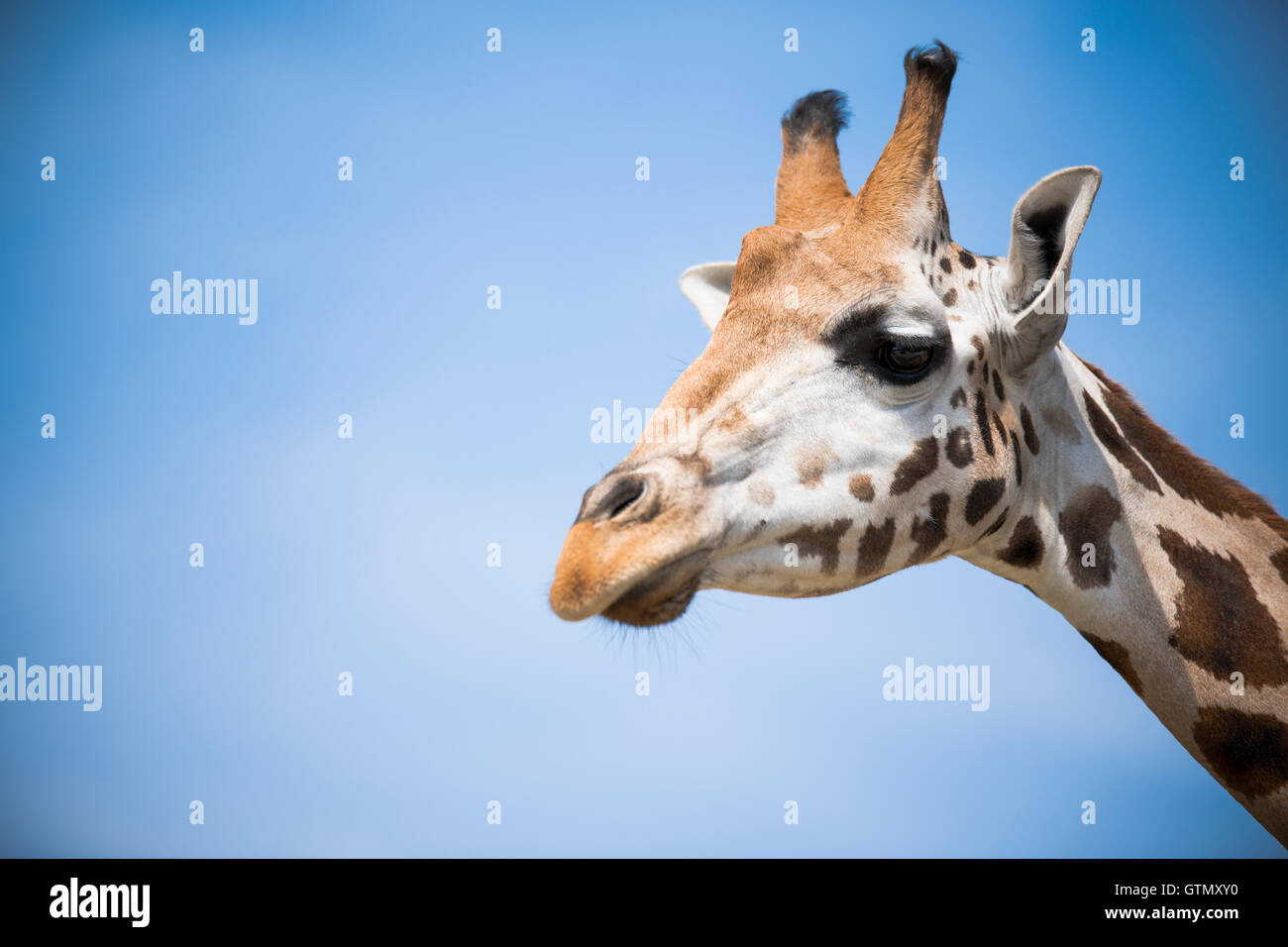 Funny giraffe on white background hi-res stock photography and images ...