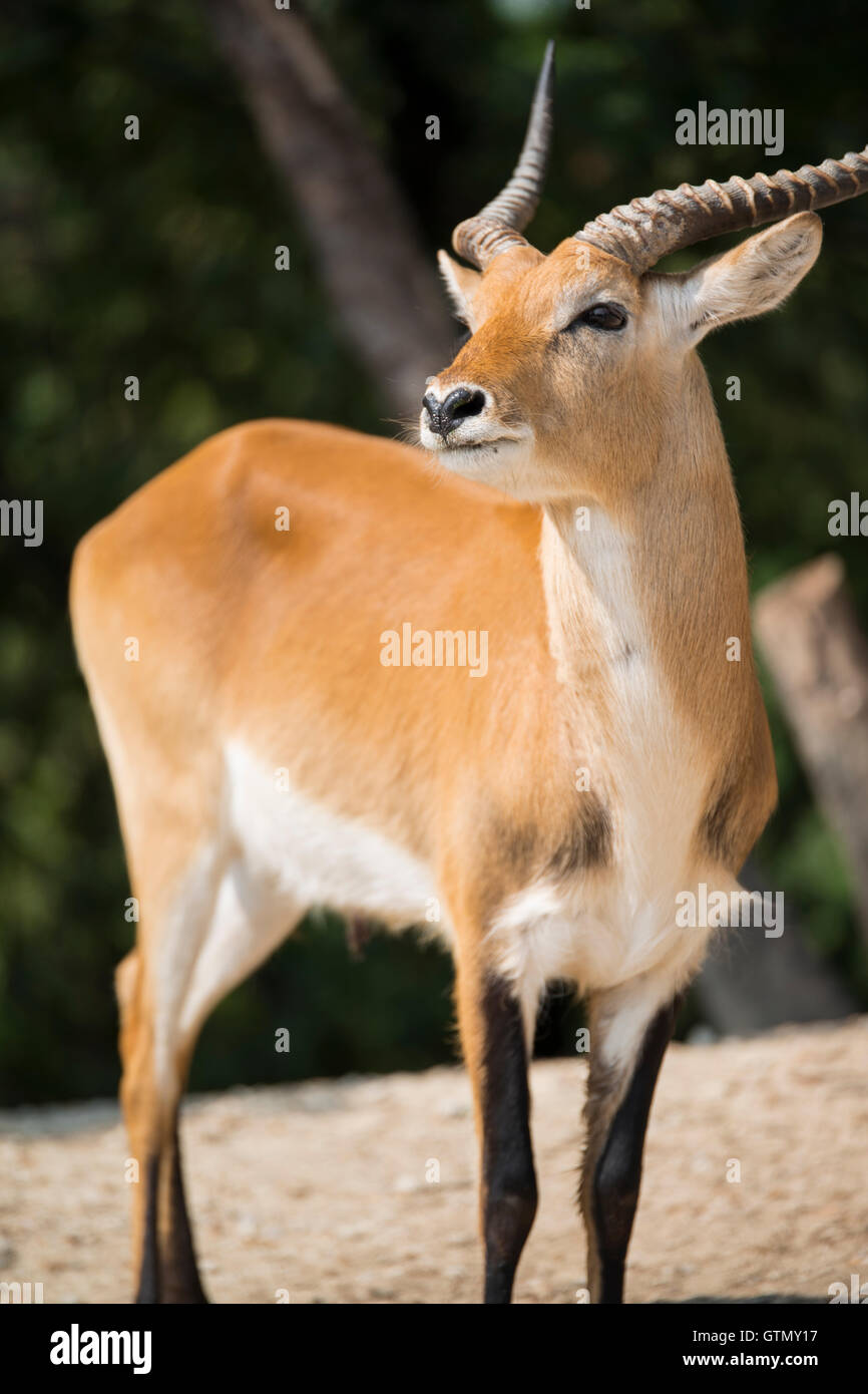 Indian antelope species hi-res stock photography and images - Alamy