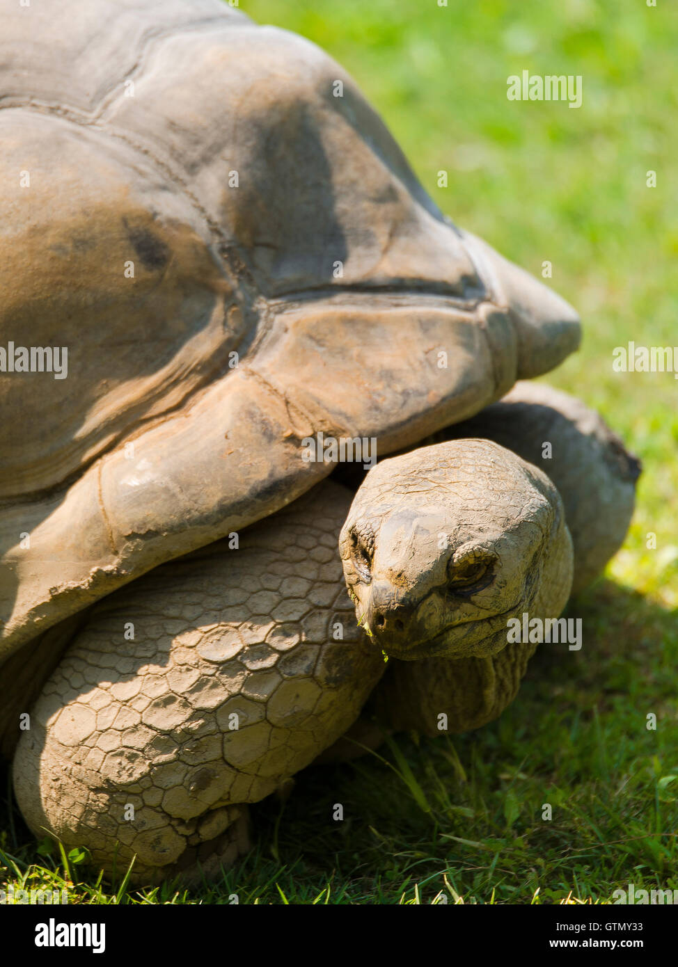 Giant turtle going for a walk in nature Stock Photo - Alamy
