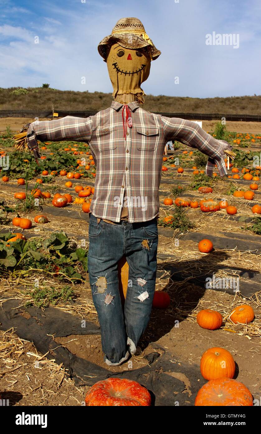 Scarecrow amidst a pumpkin patch Stock Photo - Alamy